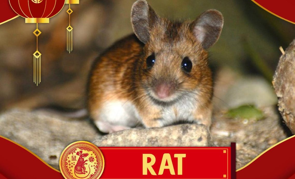 GD Lotto TL - Grand Dragon Lotaria Community is a platform to share the ...